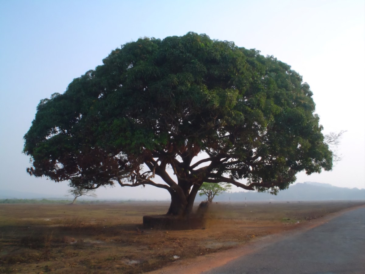 The Way of the Tree – Mundane Budo