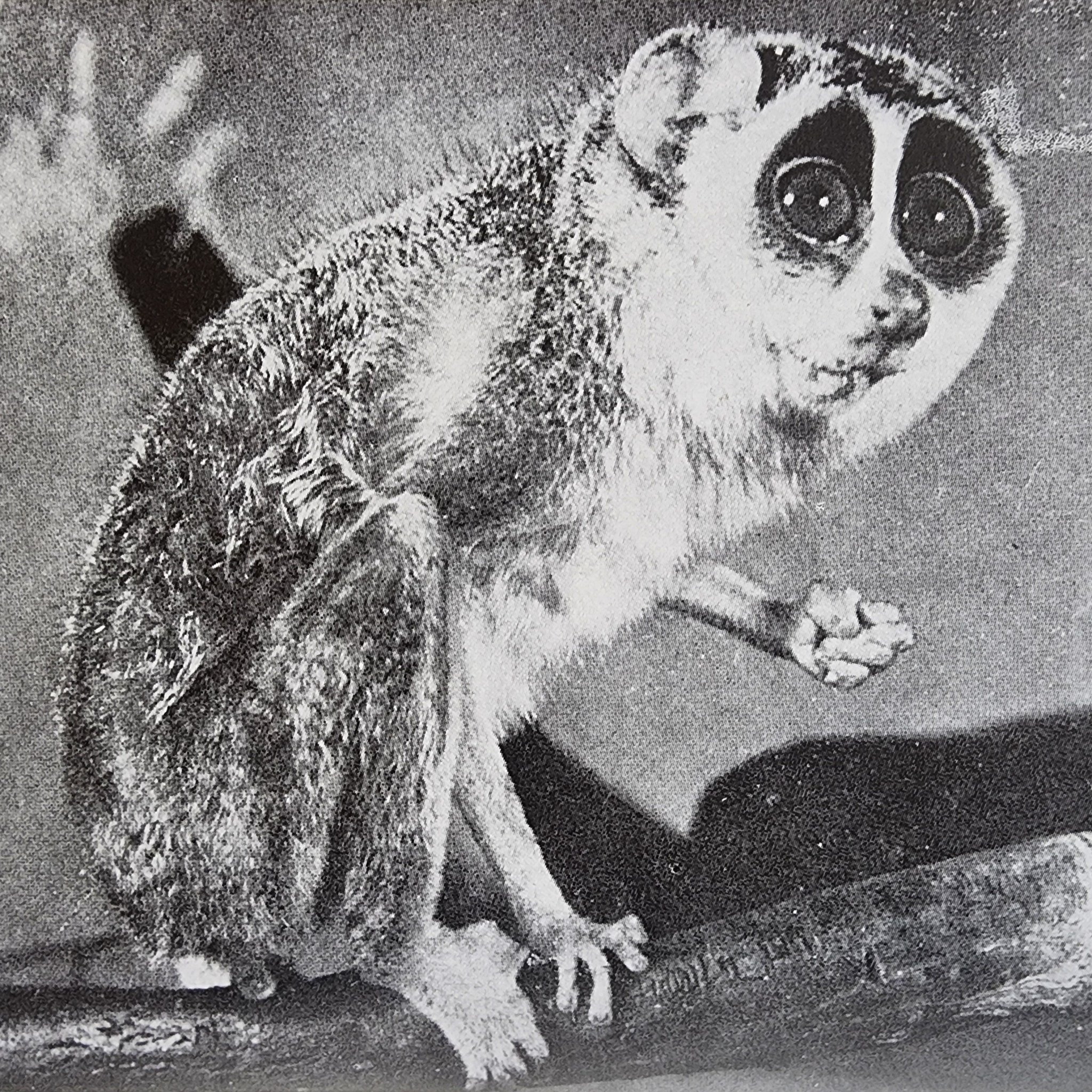 Kantāra and the Loris at war! 😊 – Mundane Budo